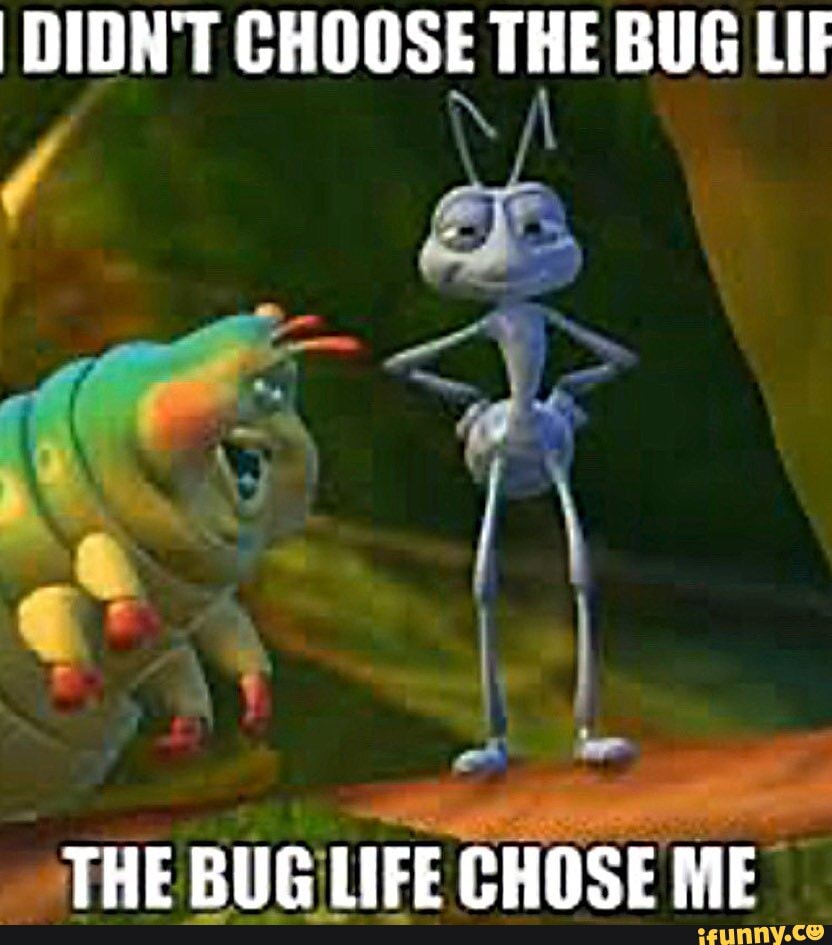 DIDN'T CHOOSE THE BUG LIT THE RUG LTEE CHOSE ME - iFunny Brazil
