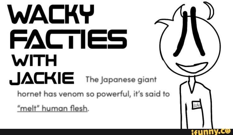 WACKY FACTIES WITH JACHIE The Japanese giant hornet has venom so ...