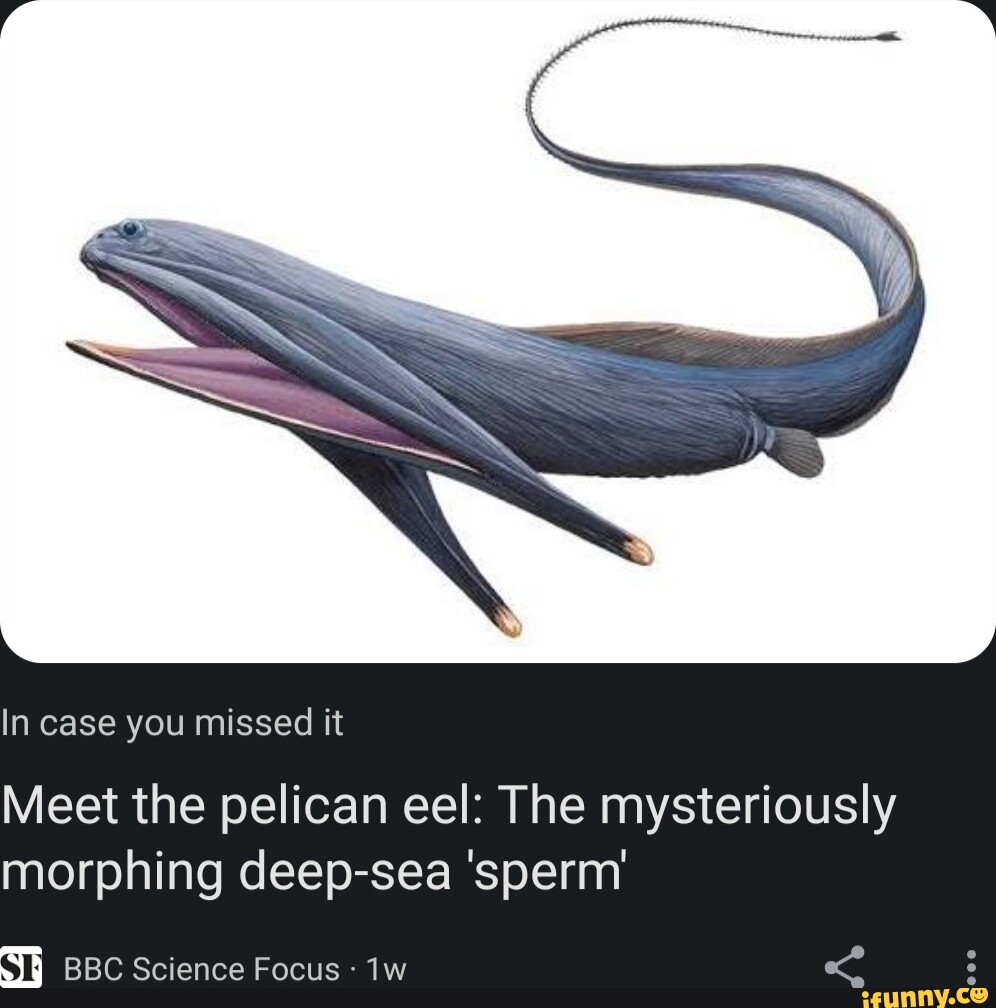 In case you missed it Meet the pelican eel: The mysteriously morphing deep-sea 'sperm BBC ...