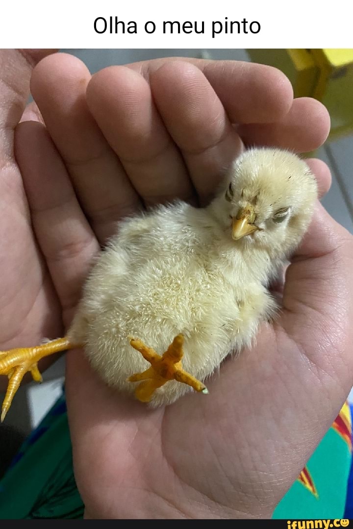 Olha o meu pinto - iFunny Brazil