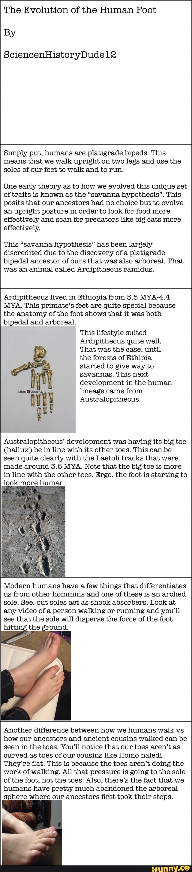The Evolution of the Human Foot Simply put, humans are platigrade ...