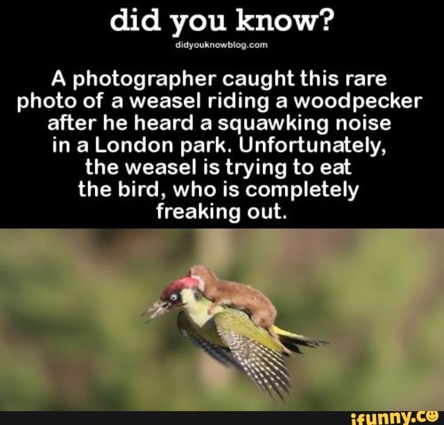 Did you know? A photographer caught this rare photo of a weasel riding ...