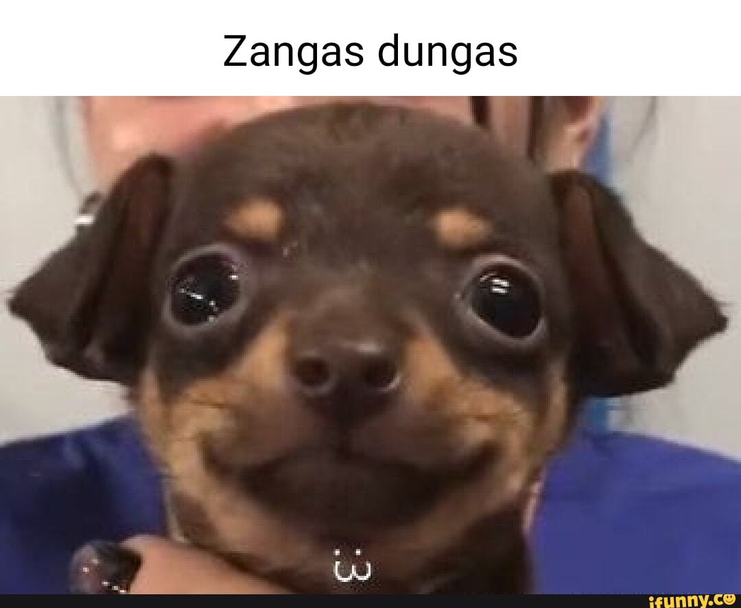 Zangas dungas - iFunny Brazil