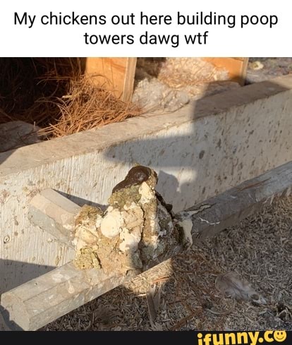 My chickens out here building poop towers dawg wit - iFunny Brazil