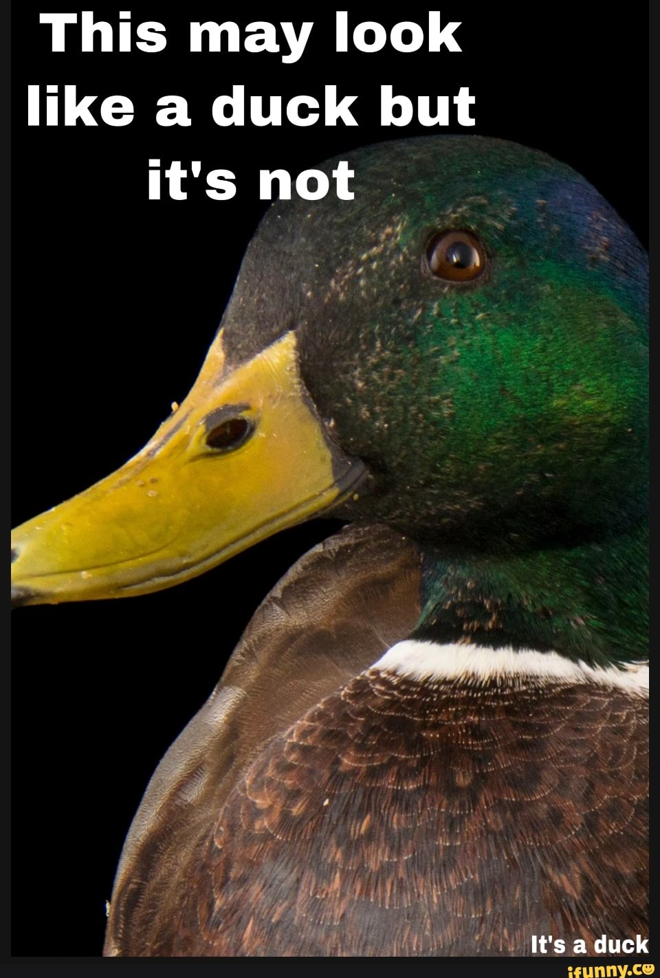 This may look like a duck but it's not It's a duck - iFunny Brazil