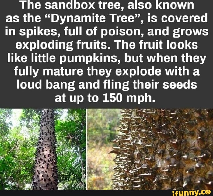 The sandbox tree, also known as the "Dynamite Tree", is covered in ...