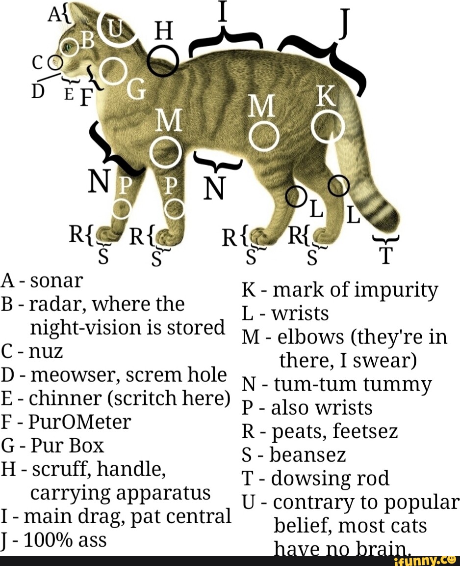 Meowser memes. Best Collection of funny Meowser pictures on iFunny Brazil