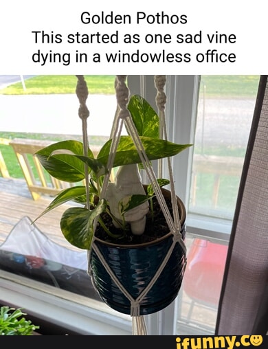 Pothos memes. Best Collection of funny Pothos pictures on iFunny Brazil
