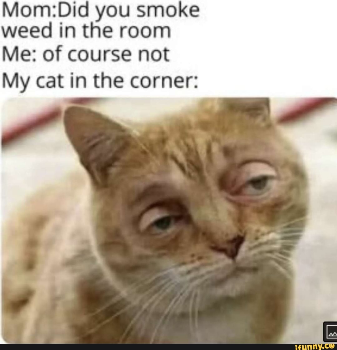 Cats Smoking Weed