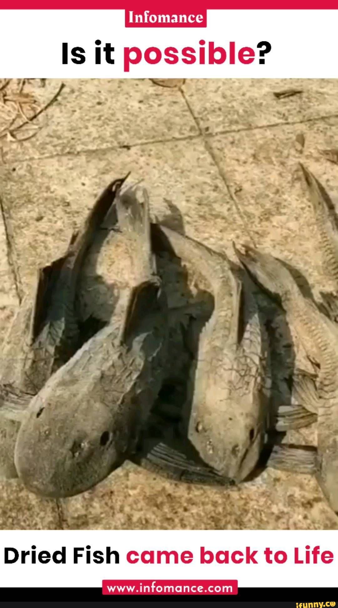 Wait for the End - Infomance Is it possible? Dried Fish came back to Life - iFunny Brazil