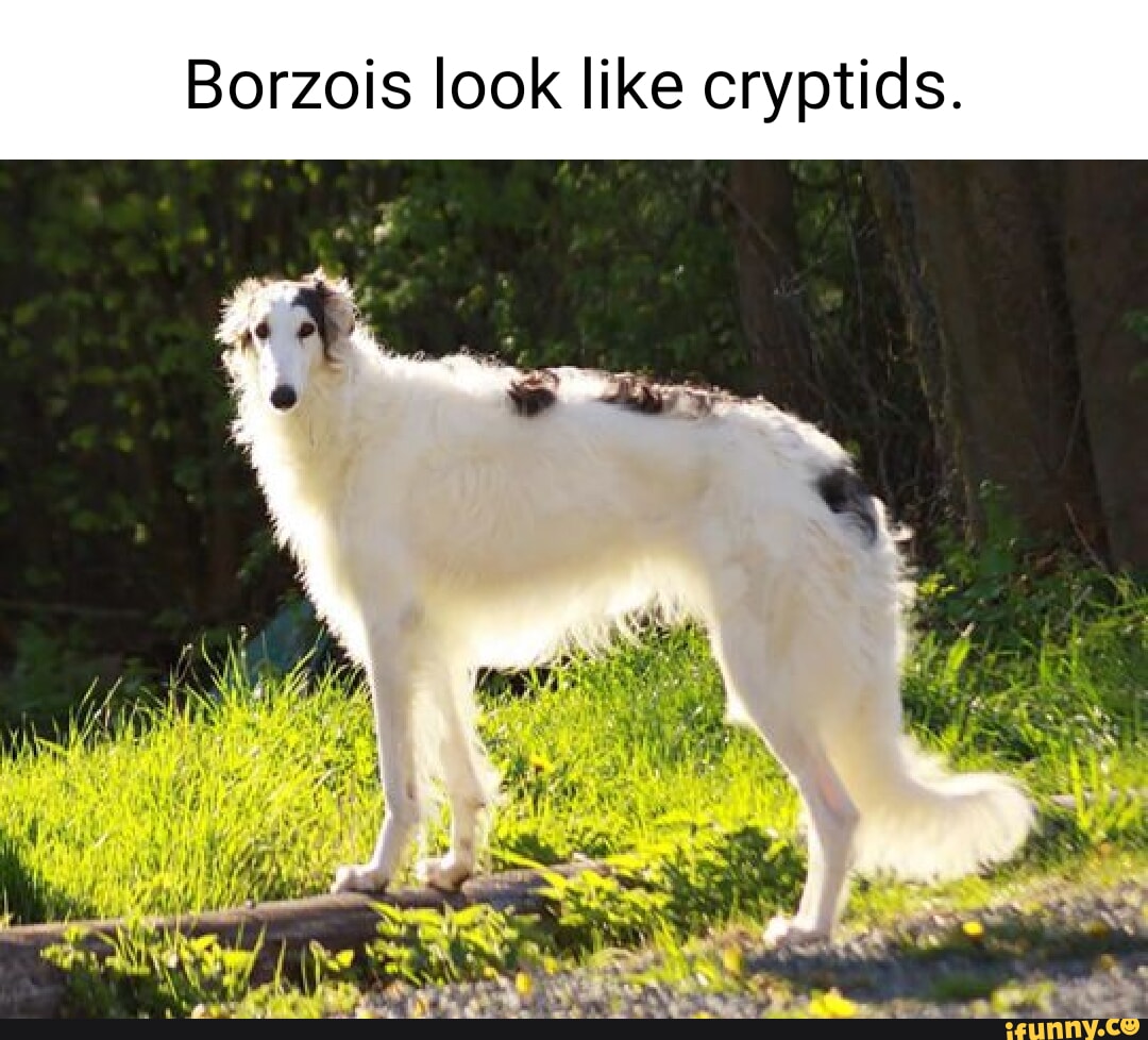 Borzois look like cryptids. - iFunny Brazil