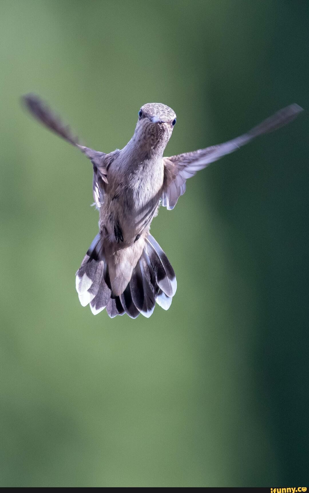 Hummingbirds memes. Best Collection of funny Hummingbirds pictures on ...