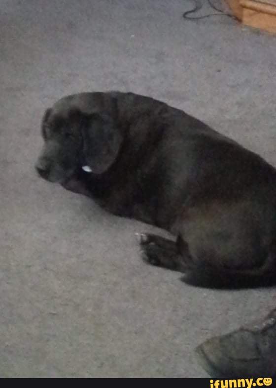 Bassador memes. Best Collection of funny Bassador pictures on iFunny Brazil