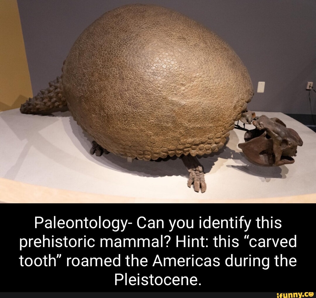 Paleontology- Can you identify this prehistoric mammal? Hint: this ...