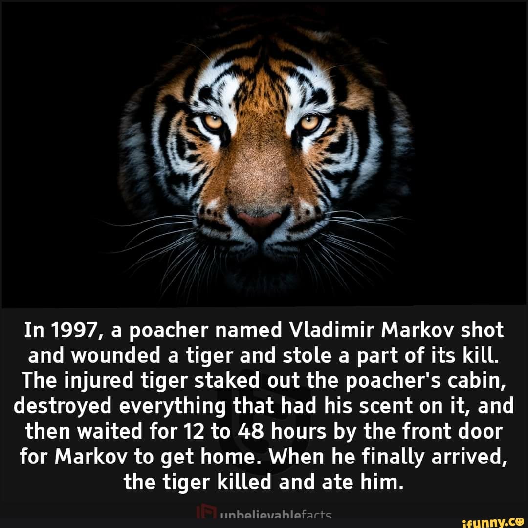 PE In 1997, a poacher named Vladimir Markov shot and wounded a tiger ...