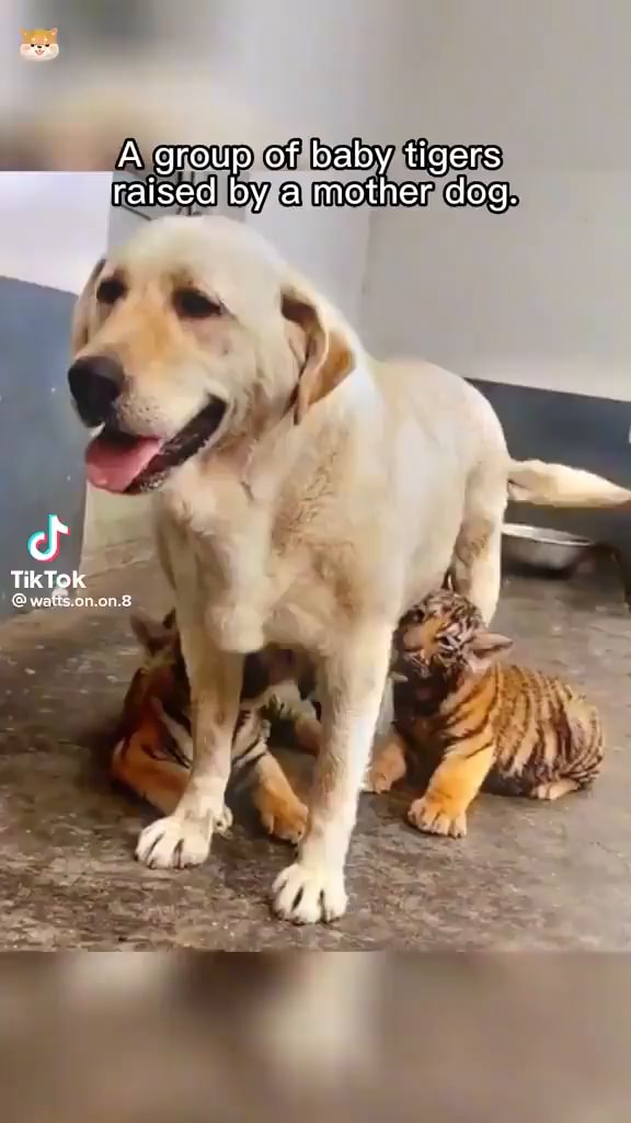 Baby Tigers Playing With Dog