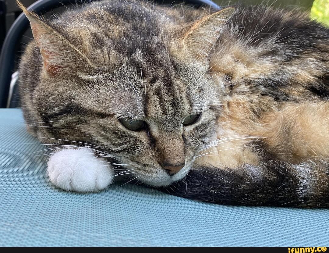 Double Decker Cats: 13 year old orange Sep and tabby Maisie making the ...