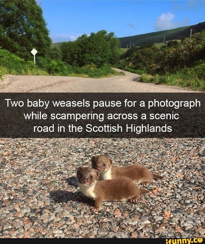 Two baby weasels pause for a photograph while scampering across a ...