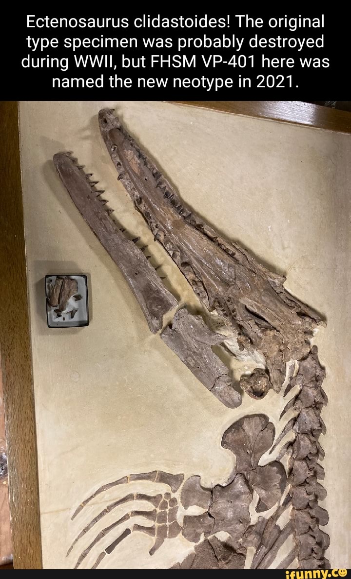 Ectenosaurus clidastoides! The original type specimen was probably ...