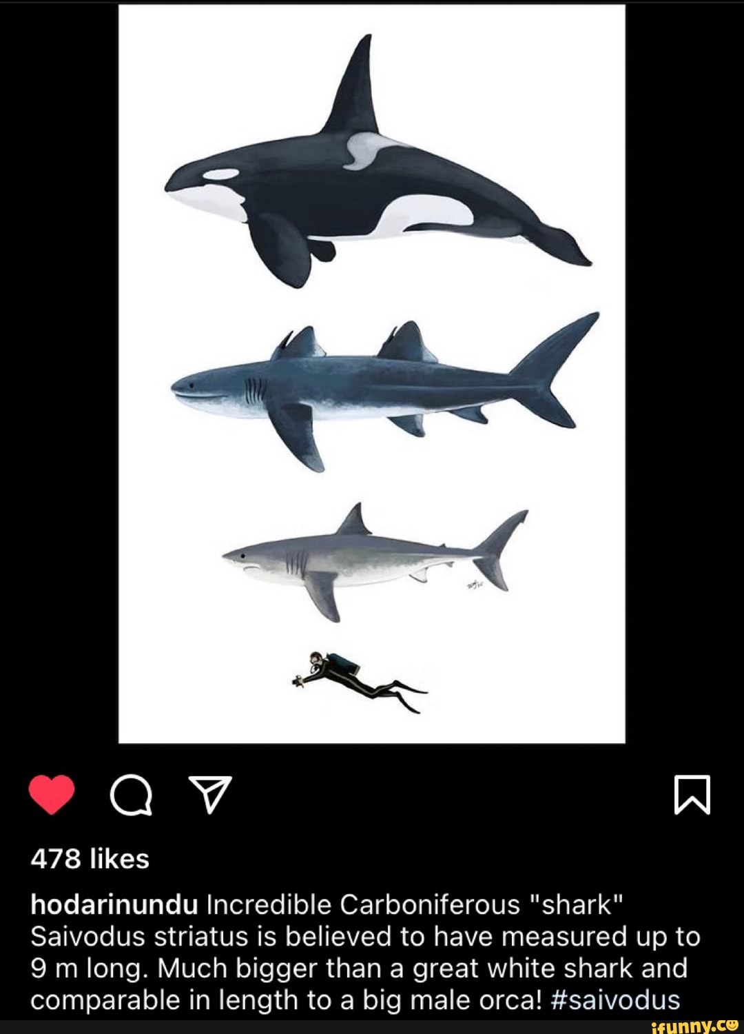 478 likes hodarinundu Incredible Carboniferous "shark" Saivodus ...