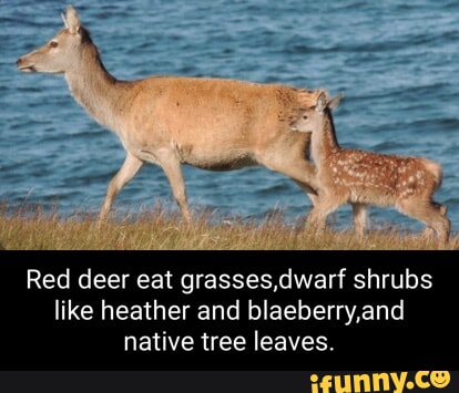 Red deer eat grasses,dwarf shrubs like heather and blaeberry,and native ...