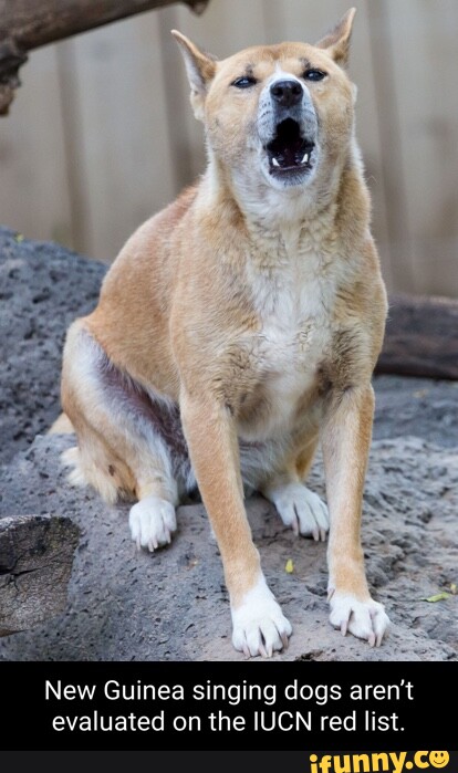 New Guinea singing dogs aren't evaluated on the IUCN red list. - iFunny ...