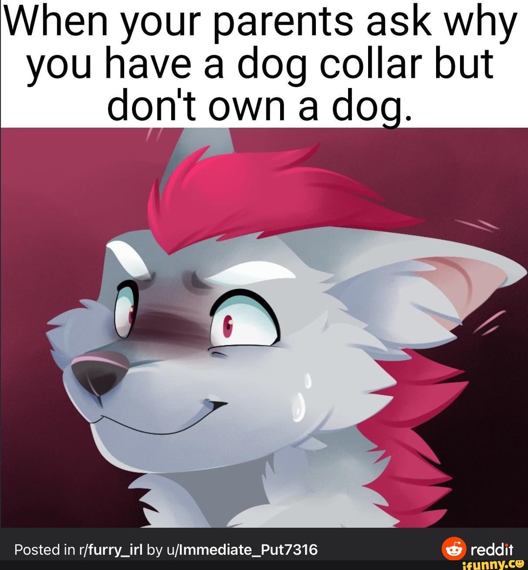 Furry_irl memes. Best Collection of funny Furry_irl pictures on iFunny ...