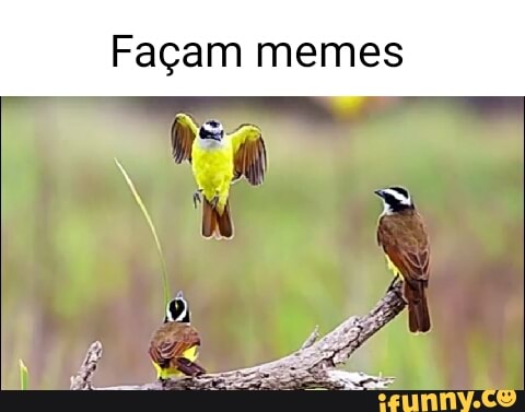 Façam memes - iFunny Brazil