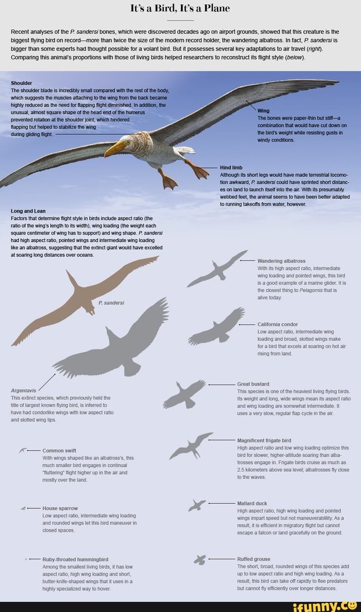 It's a Bird, It's a Plane Recent analyses of the P. sandersi bones ...