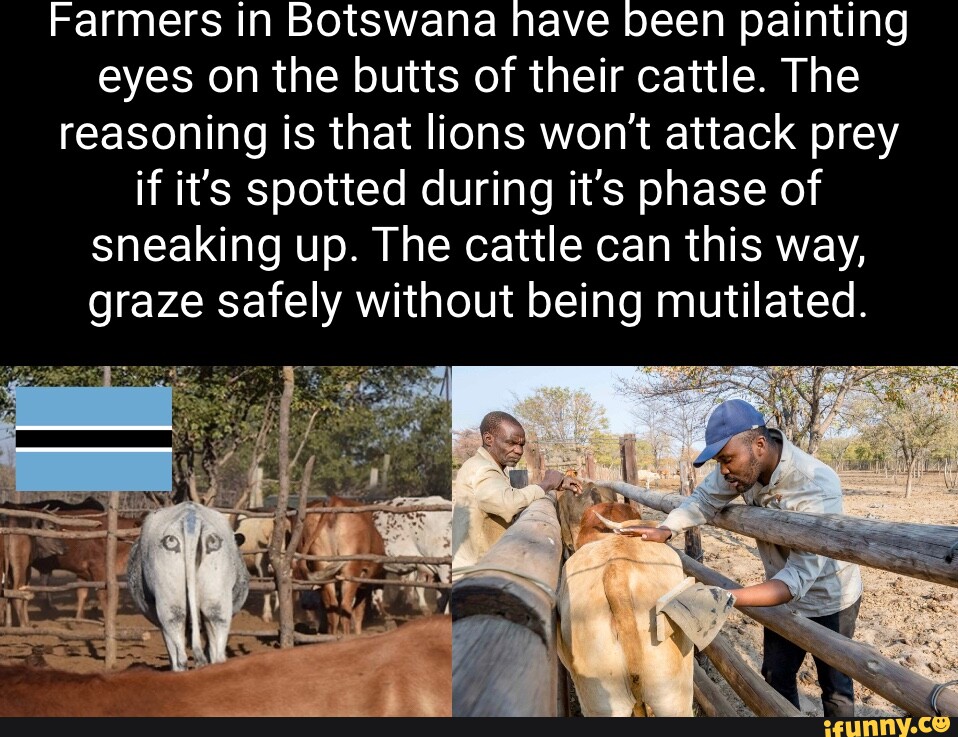 Farmers in Botswana nave been painting eyes on the butts of their ...