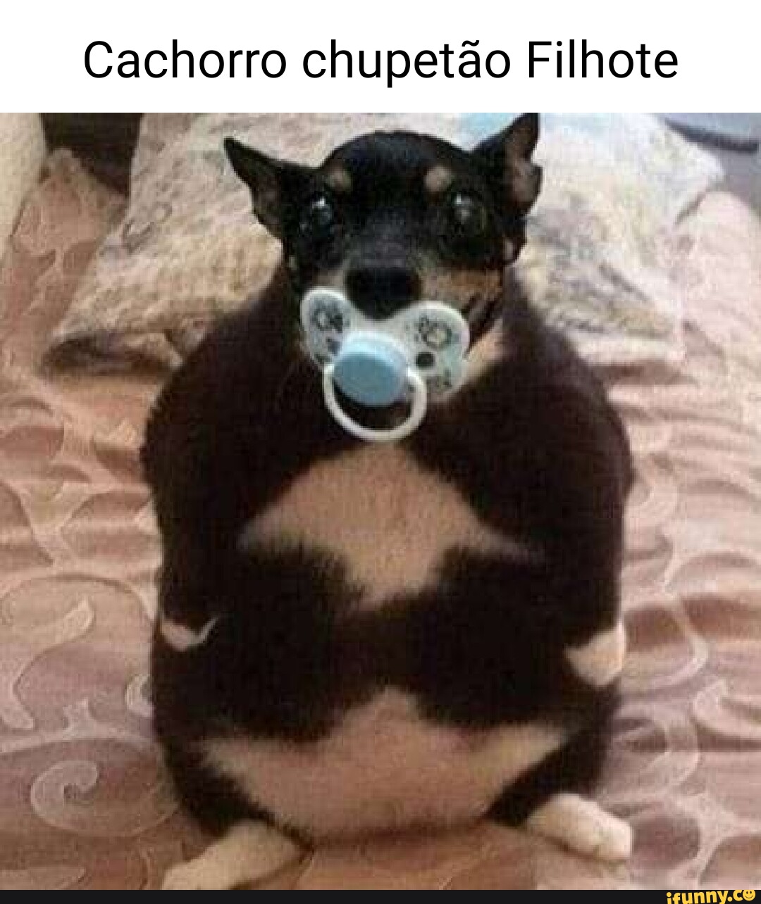 Cachorro chupetão Filhote - iFunny Brazil