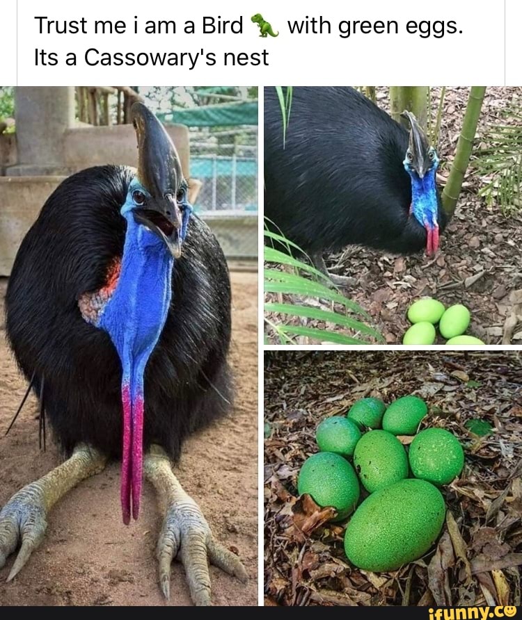Cassowary Nest