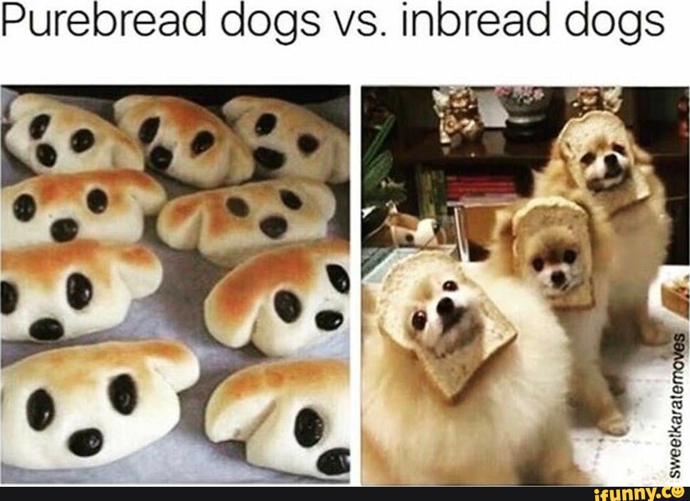 Purebread dogs vs. inbread dogs - iFunny Brazil