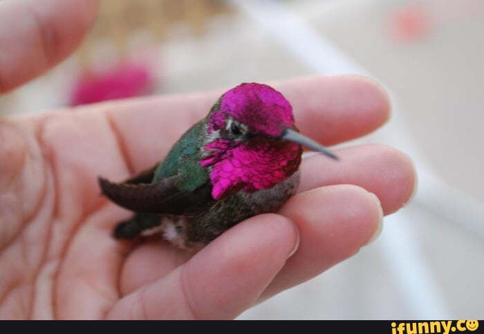 Hummingbirds memes. Best Collection of funny Hummingbirds pictures on ...