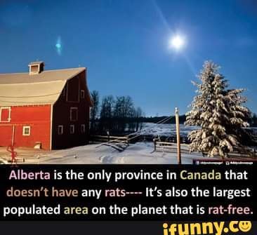 Alberta is the only province in Canada that doesn't have any rats ...