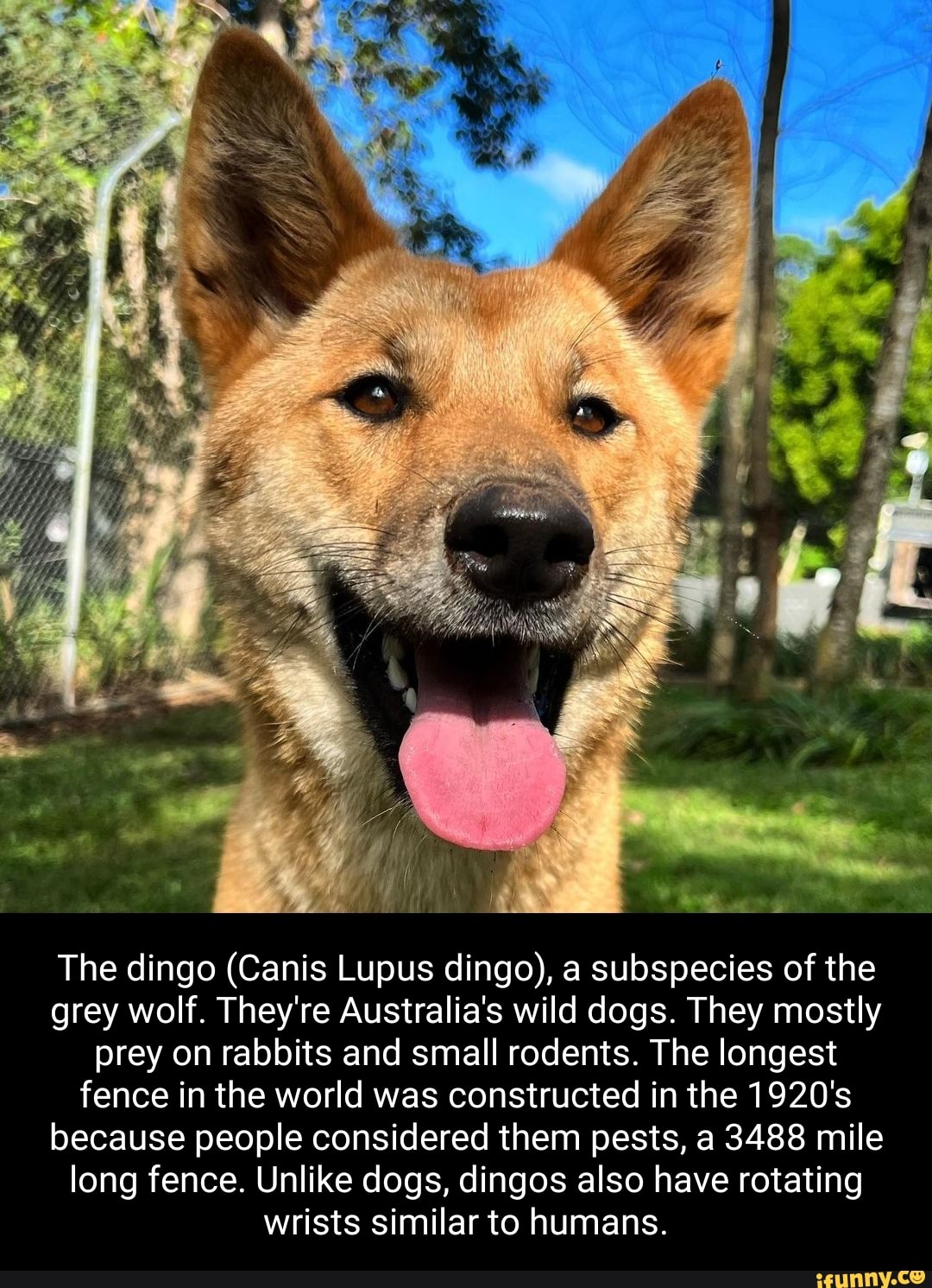 The dingo (Canis Lupus dingo), a subspecies of the grey wolf. They're ...