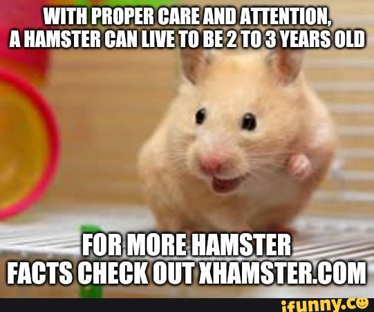 Khamster memes. Best Collection of funny Khamster pictures on iFunny Brazil