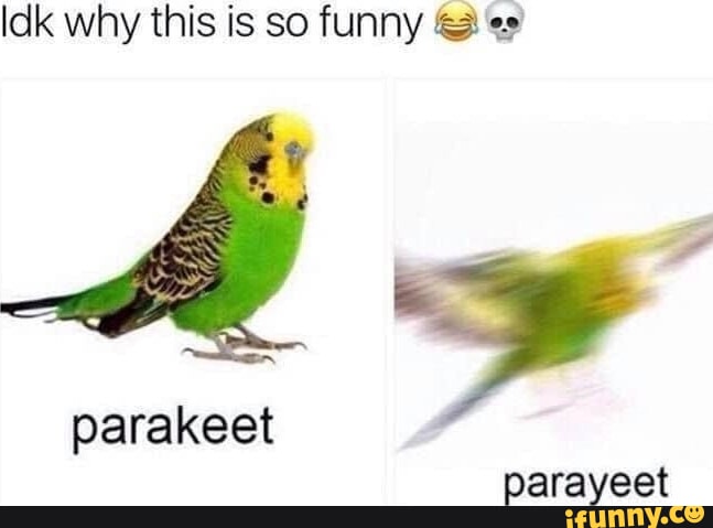 Idk why this is so funny parakeet parayeet - iFunny Brazil