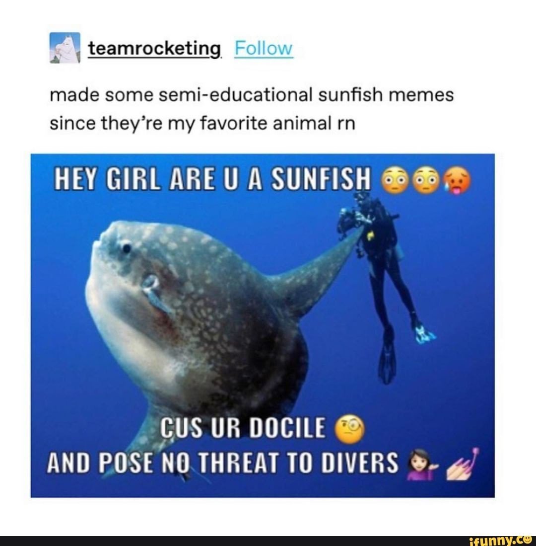 I teamrocketing Follow made some semi-educational sunfish memes since ...
