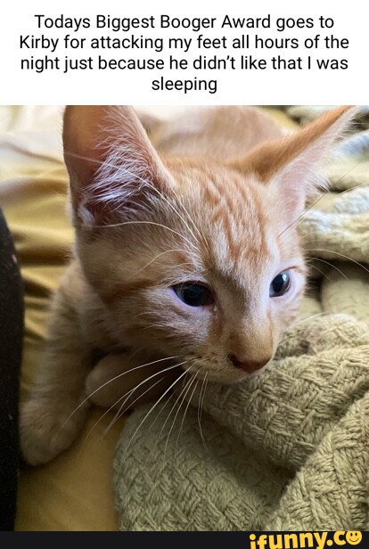 Todays Biggest Booger Award goes to Kirby for attacking my feet all ...