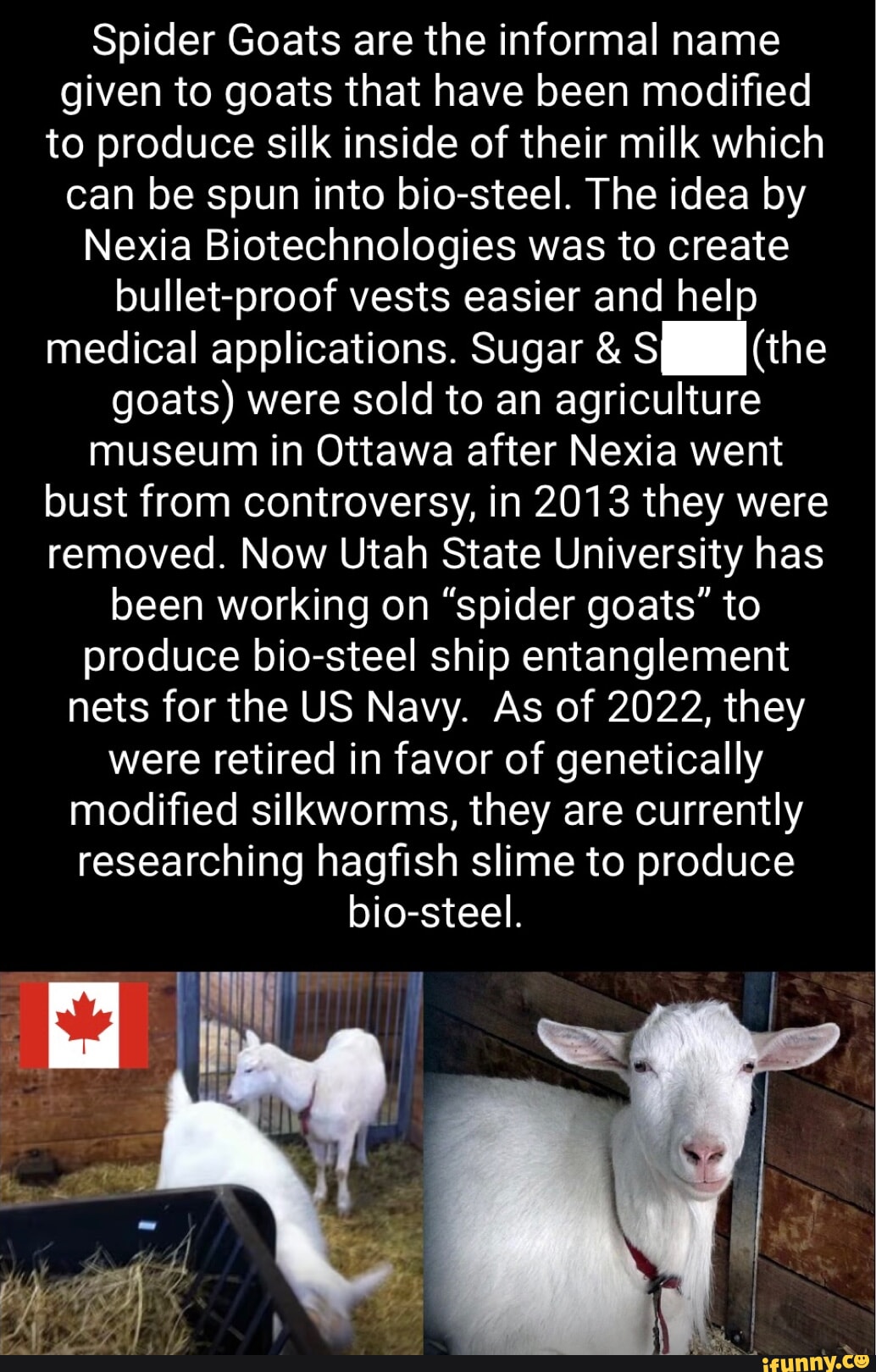 Spider Goats are the informal name given to goats that have been ...