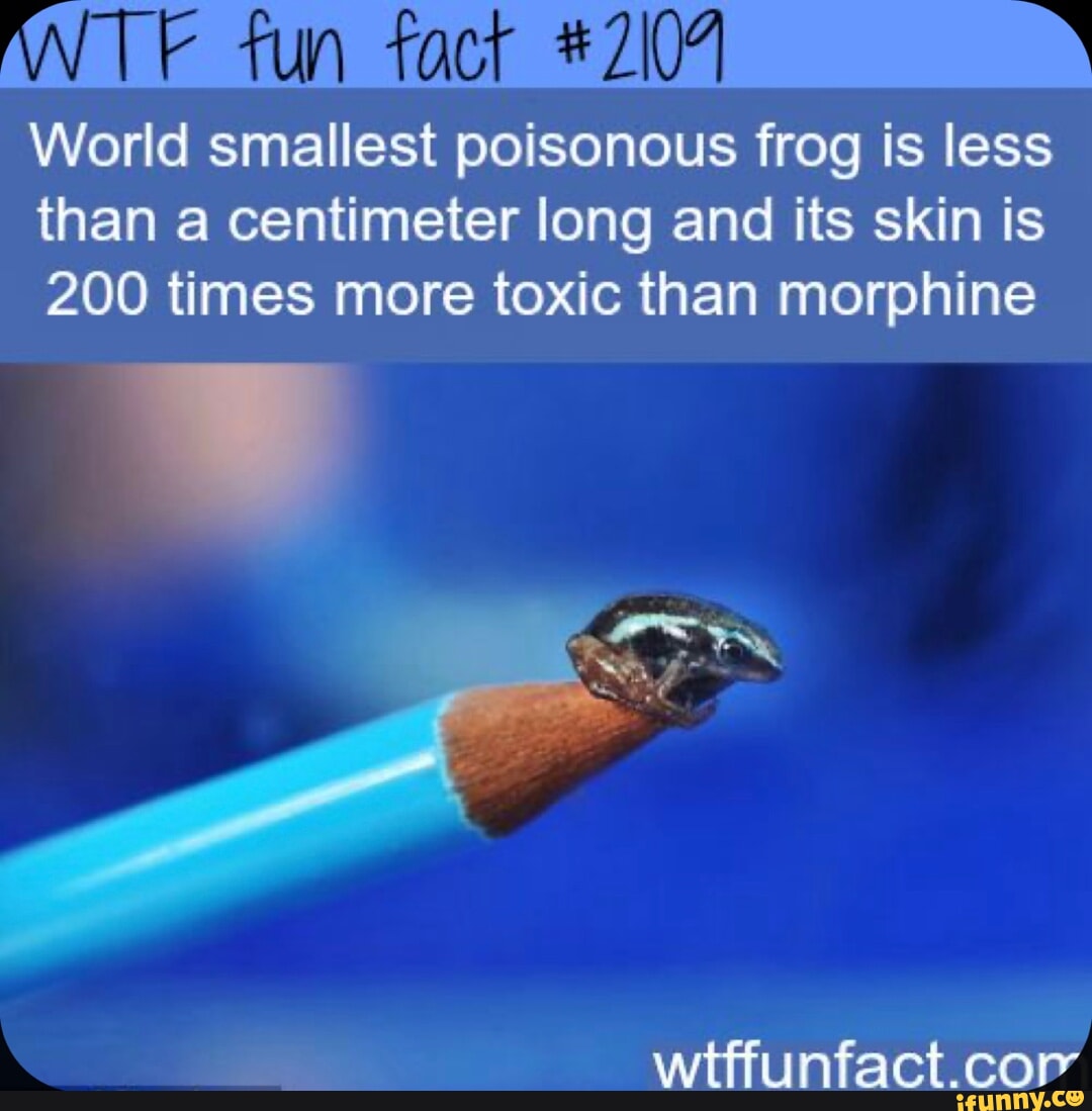 ANTE tun #2104 World smallest poisonous frog is less than a centimeter ...