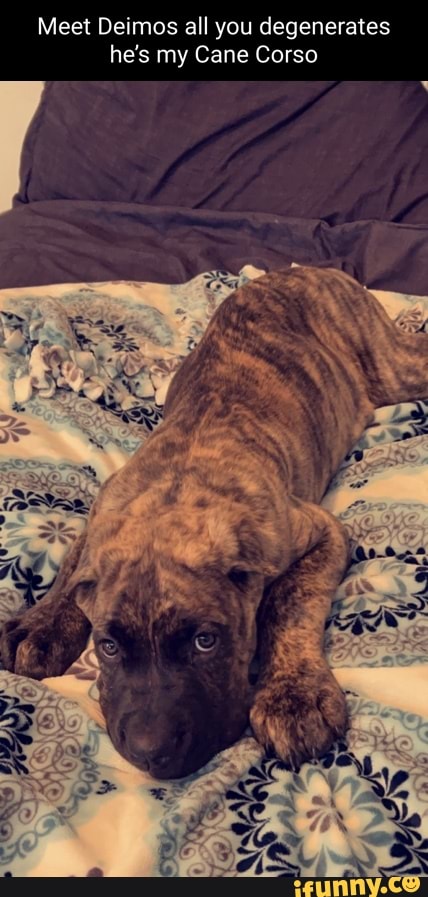 Meet Deimos all you degenerates he's my Cane Corso - iFunny Brazil