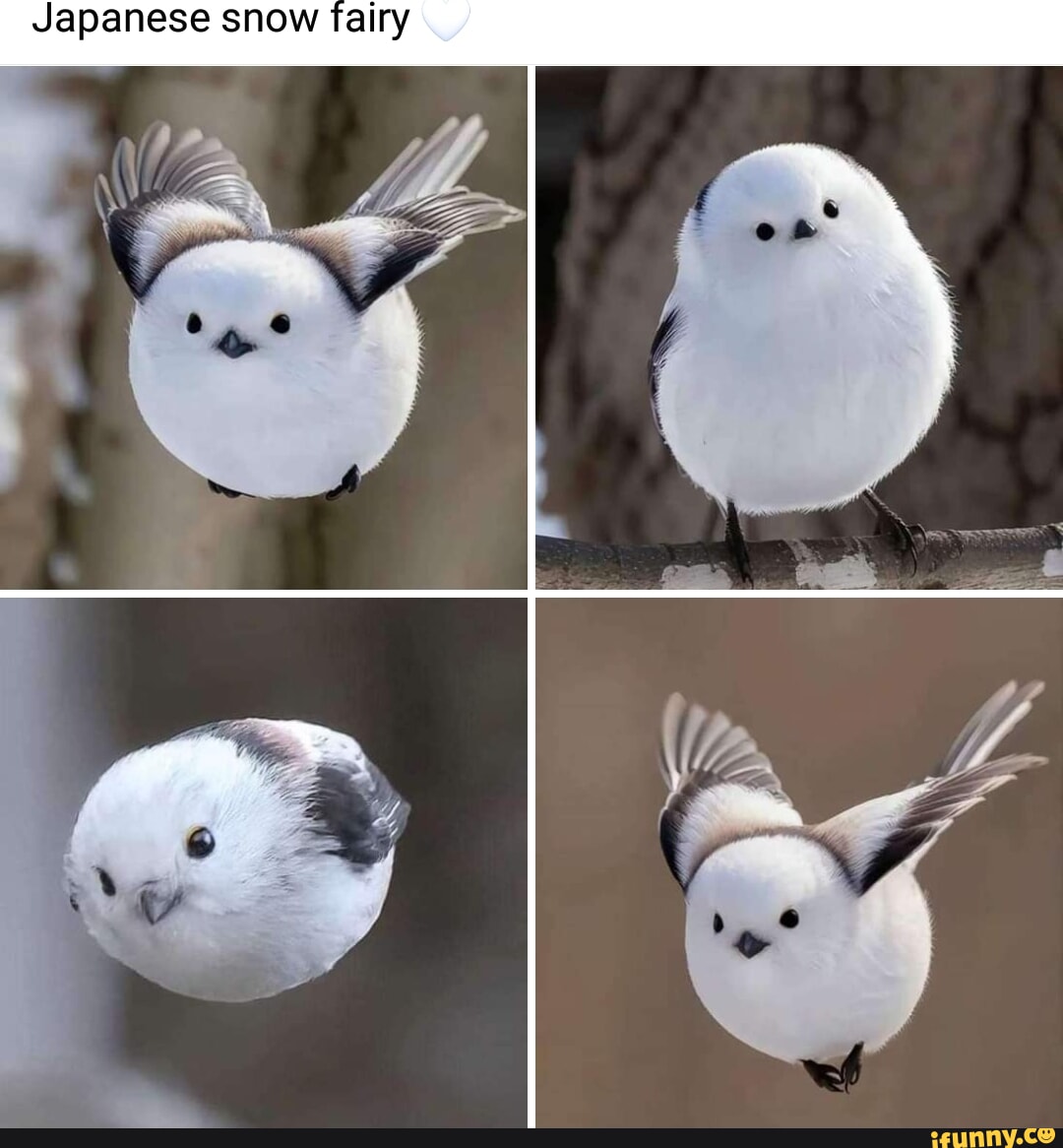 Japanese memes. Best Collection of funny Japanese pictures on iFunny Brazil