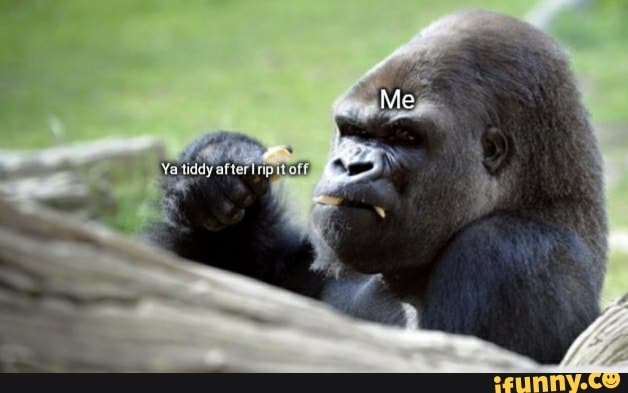 Funny Gorilla Memes