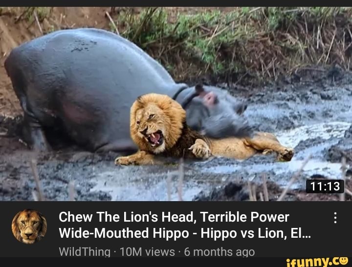 Chew The Lion's Head, Terrible Power Wide-Mouthed Hippo - Hippo vs Lion ...