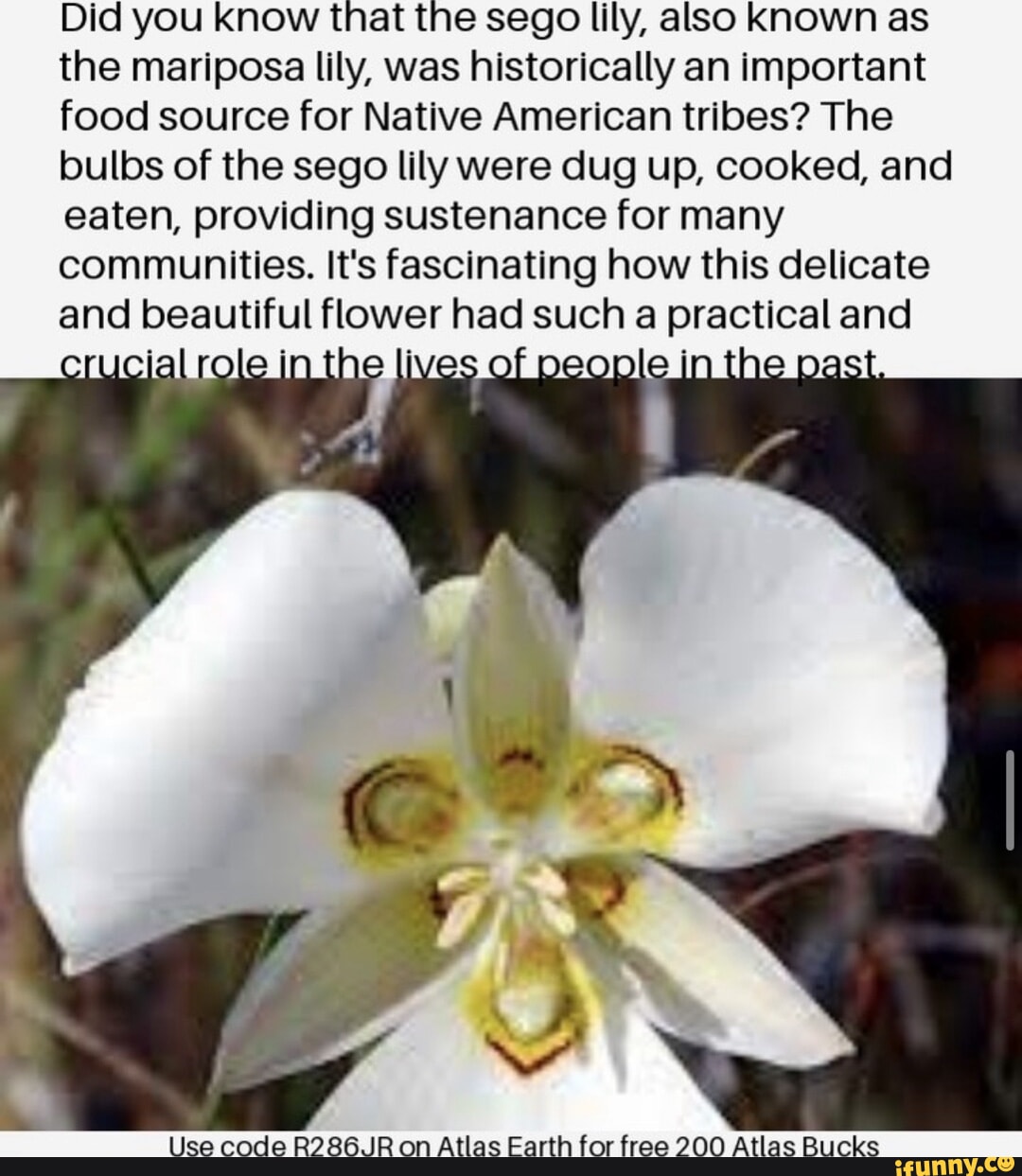 Sego Lilies Flower Facts | Best Flower Site