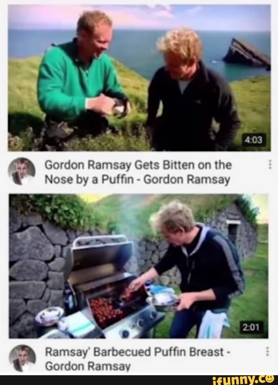 Gordon Ramsay Gets Bitten on the Nose by a Puffin Gordon Ramsay Ramsay ...