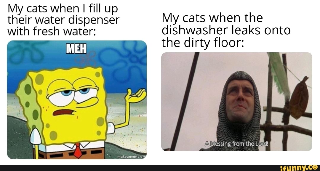 My cats when I fill up their water dispenser My cats when the with ...