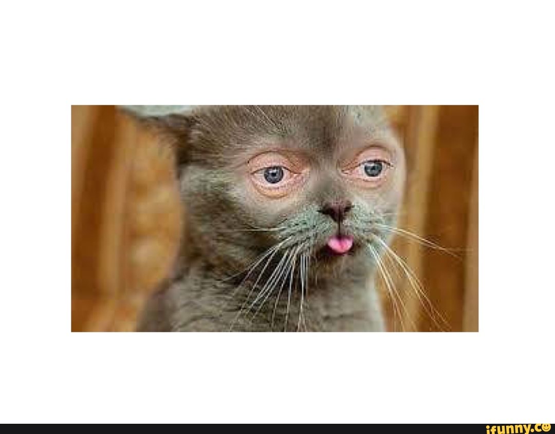 Steve Buscemi Eyes Cat